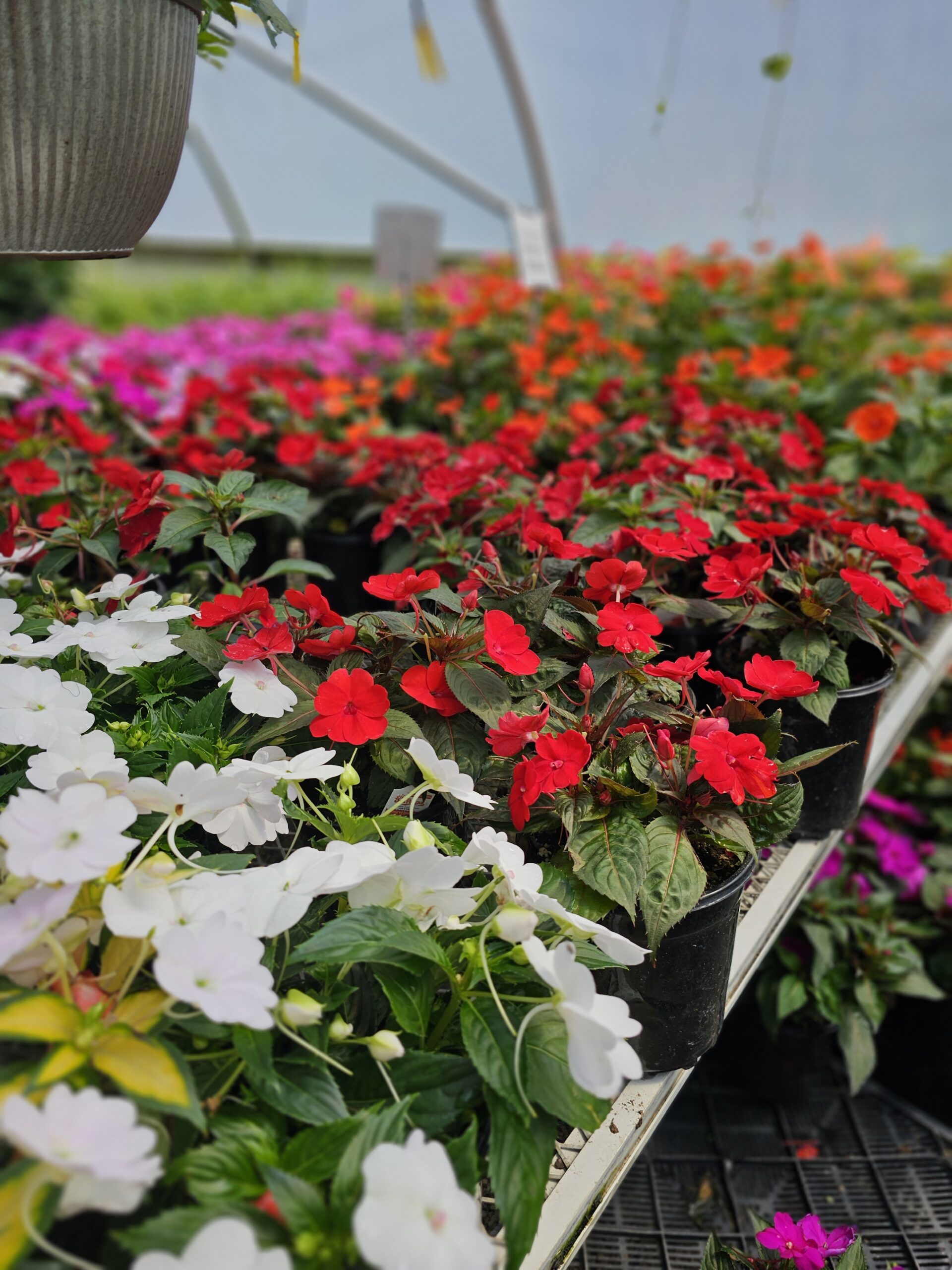 Howell's Bedding Plants - Howell's Greenhouse and Pumpkin Patch