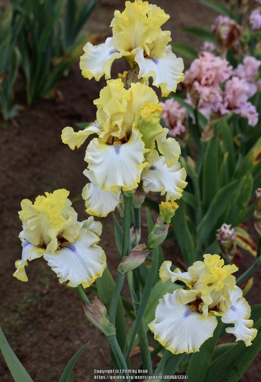 Blind Ambition Bearded Iris: Explore This Stunning Flower | Howell's ...