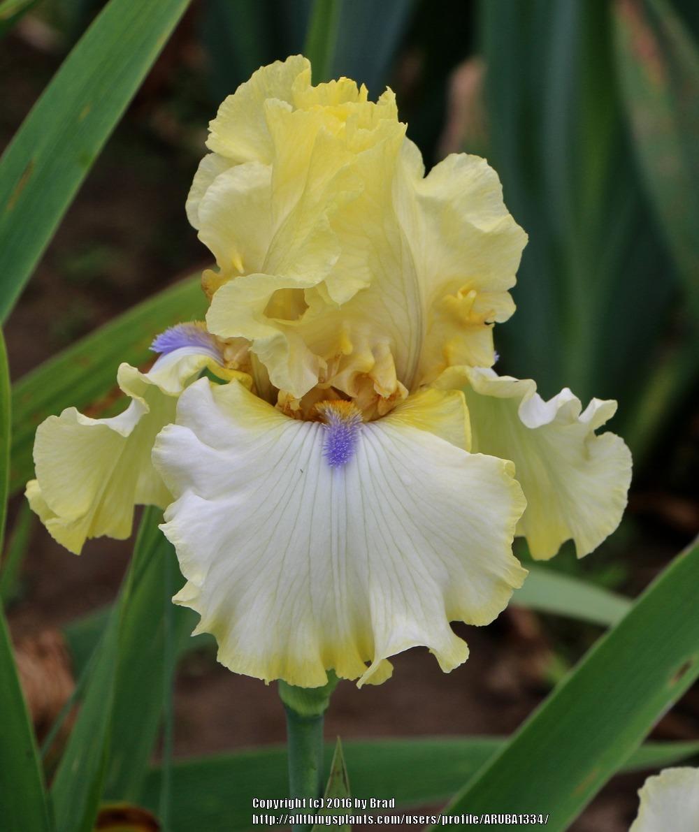 Blind Ambition Bearded Iris: Explore This Stunning Flower | Howell's ...