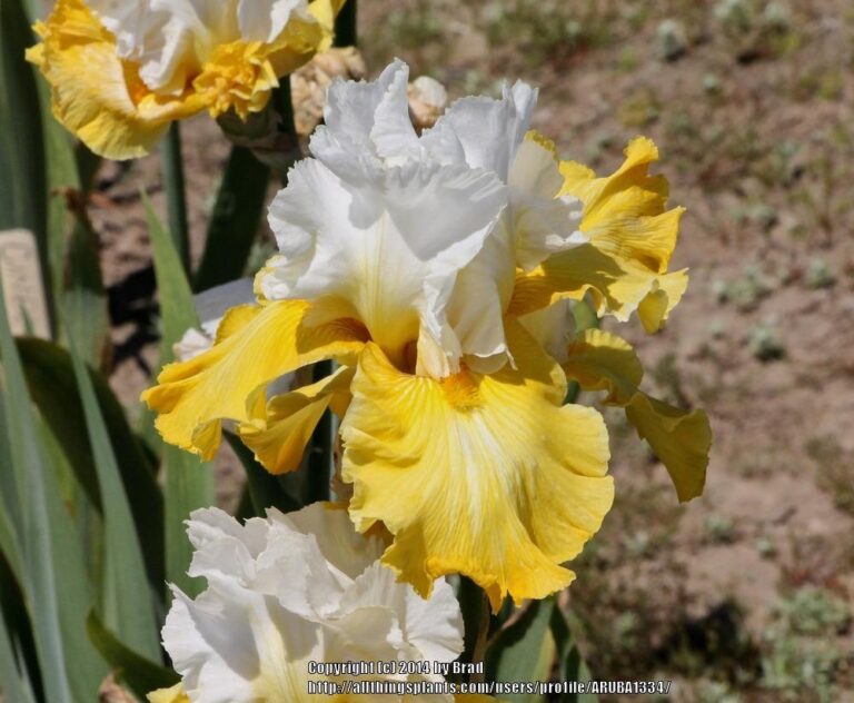 'Certain Magic' Bearded Iris | Howell's Greenhouse and Pumpkin Patch