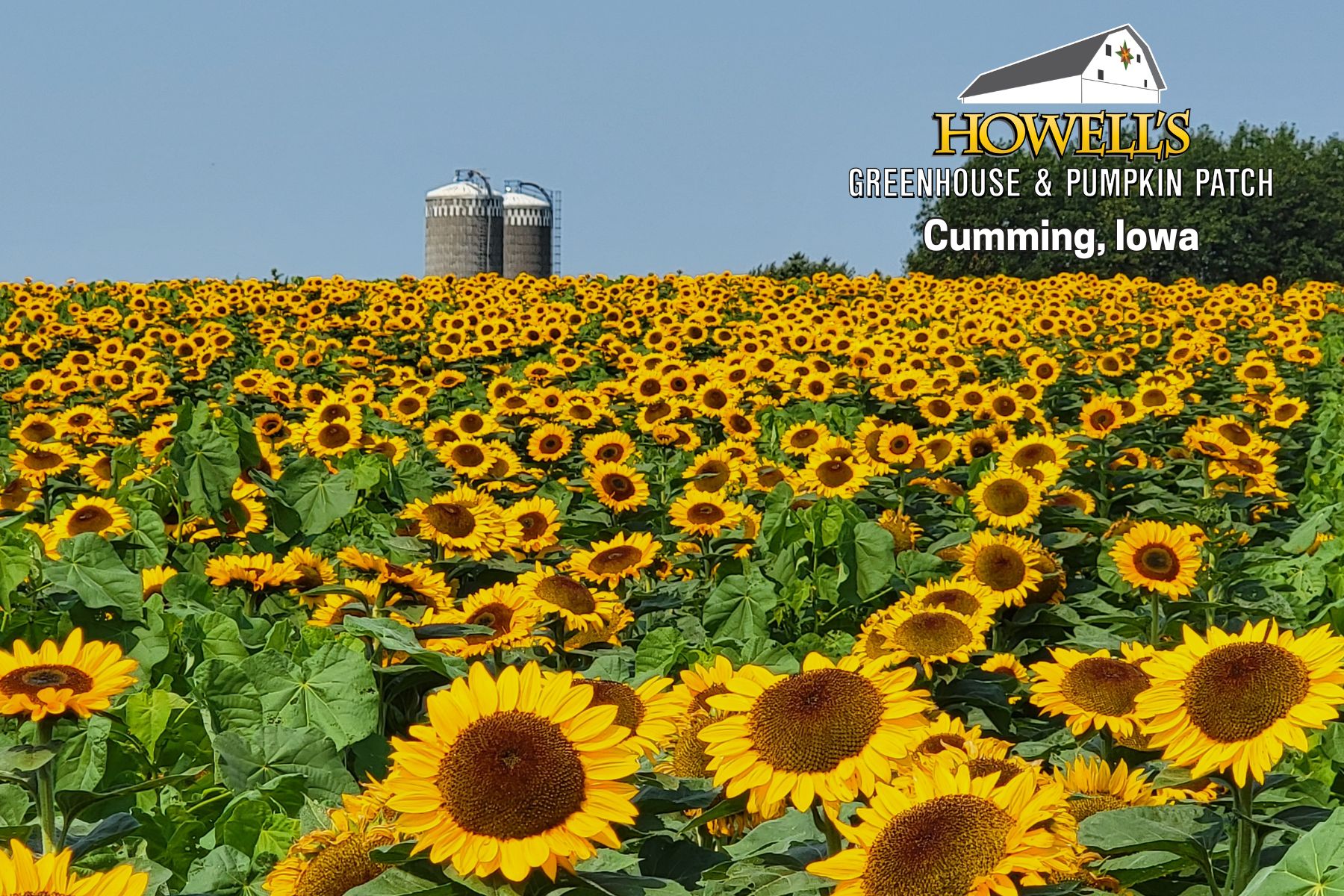 Why the Pumpkin Patch Is Perfectly Imperfect Fun | Howell's Greenhouse ...